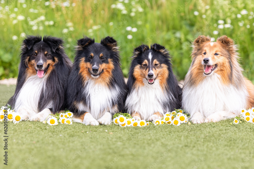 Line of beautiful black sable white shetland sheepdog, small collie ...