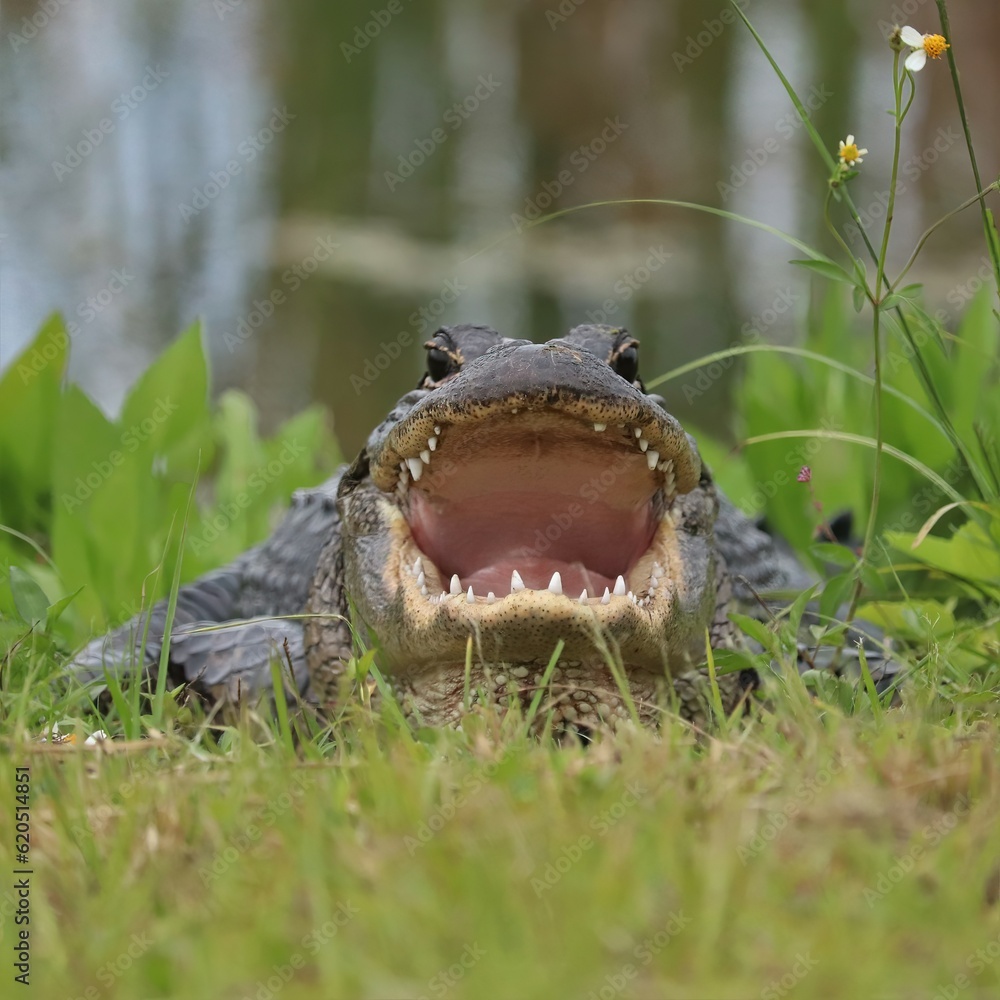 Worlds Ugliest Alligator Gator Orlando Wetlands Weird Frog Face Stock ...