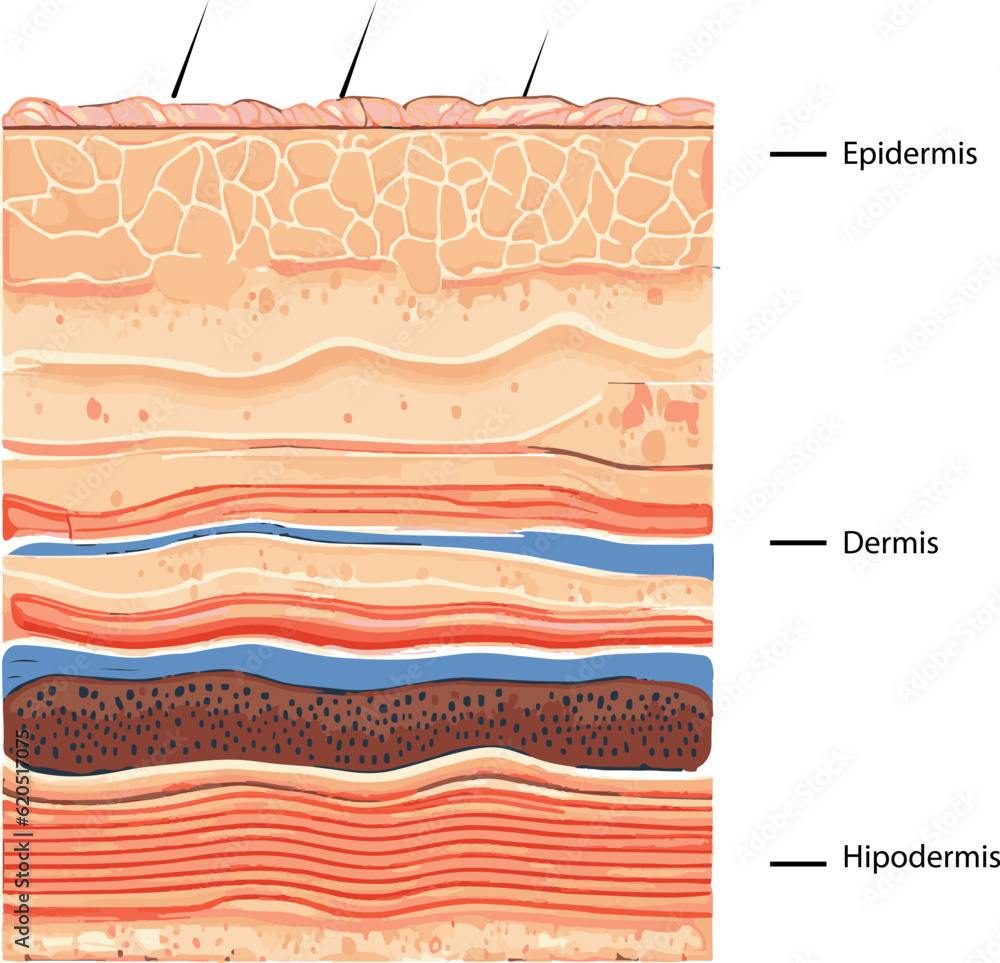 Diagram showing the structure of a skin, part of the skin Stock Vector ...
