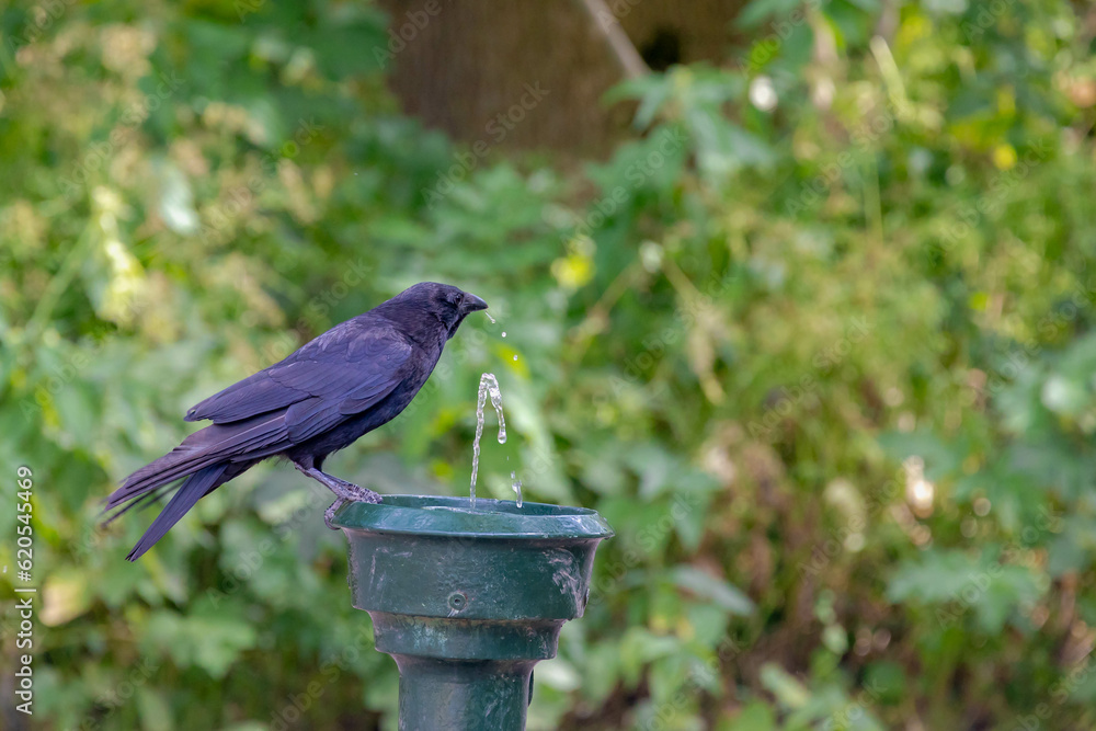 The western jackdaw on the fountain and drinking water in summer ...