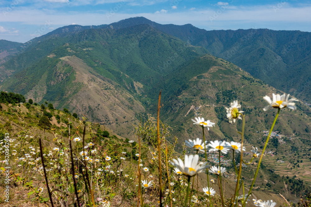 NagTibba hill top view with flowers in the foreground and blue sky ...