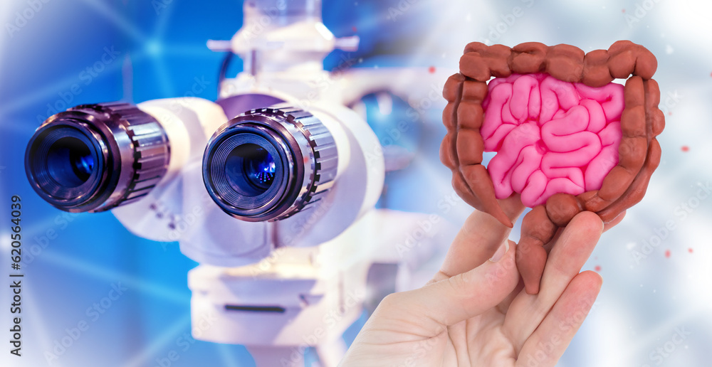 Intestinal tract. Intestine model in hand. Microscope for studying ...