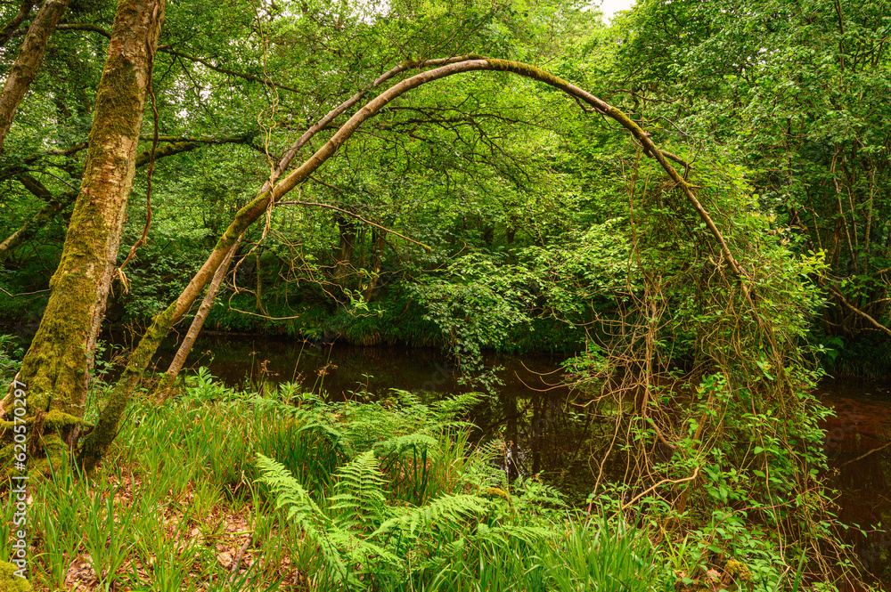 Arched tree in Hartburn Glebe Woods, a Nature Reserve in a ravine next ...