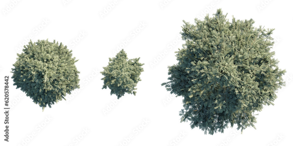 isolated abies tree from top view, best use for architecture plan ...
