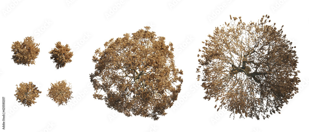 isolated fraxinus tree from top view, best use for architecture plan ...