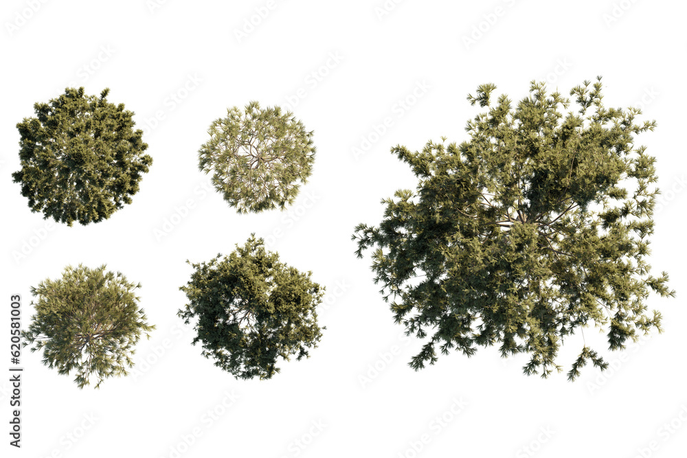 isolated pinus tree from top view, best use for architecture plan ...