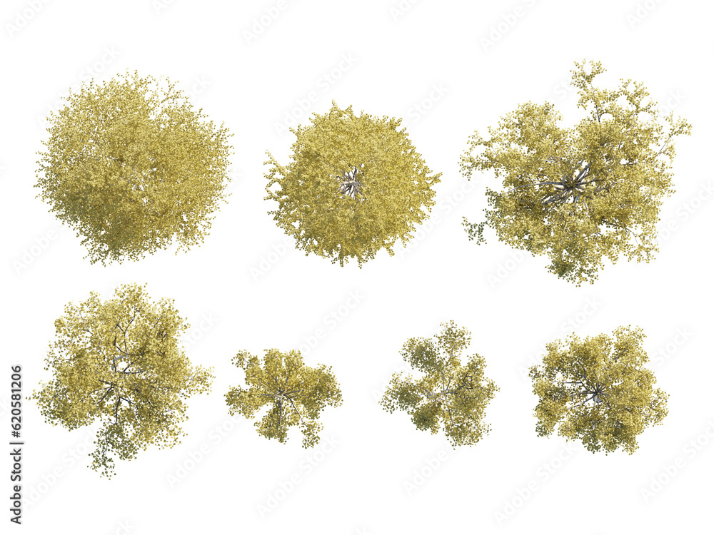 isolated populus tree from top view, best use for architecture plan ...