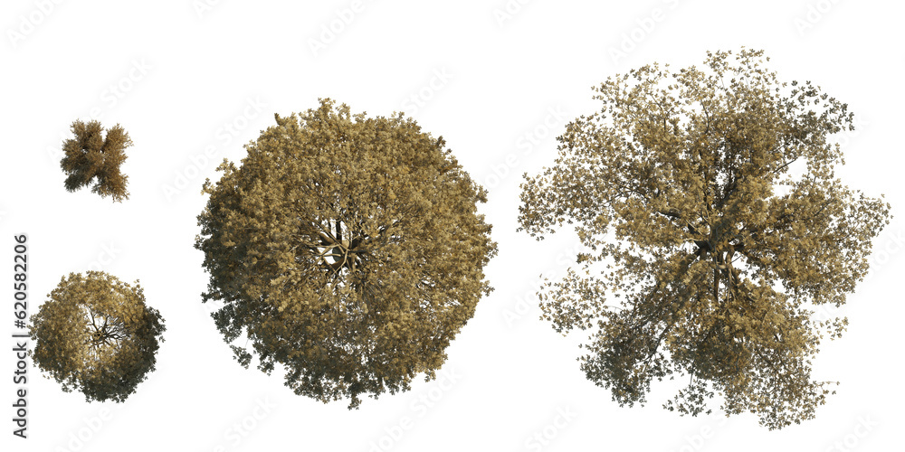 isolated quercus tree from top view, best use for architecture plan ...