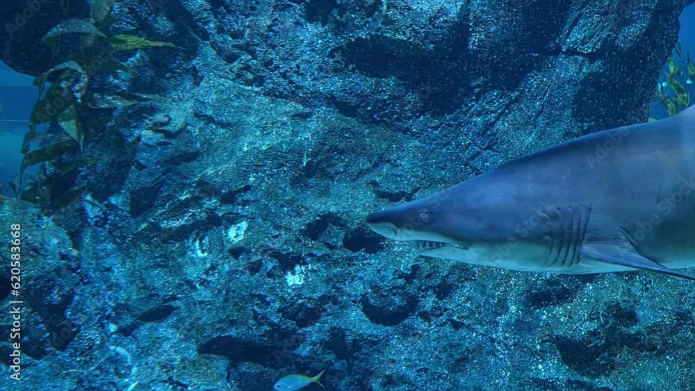 Close-up of great white shark swimming underwater. Carcharodon ...