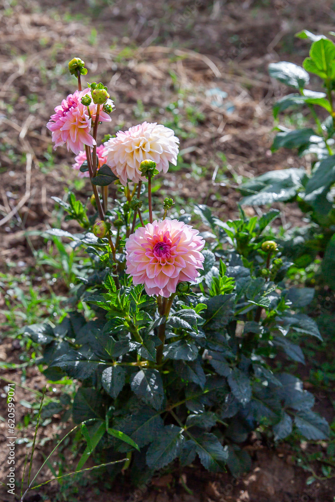 Foto de Dahlia Esli - young flower with short stems. Four large blooms ...
