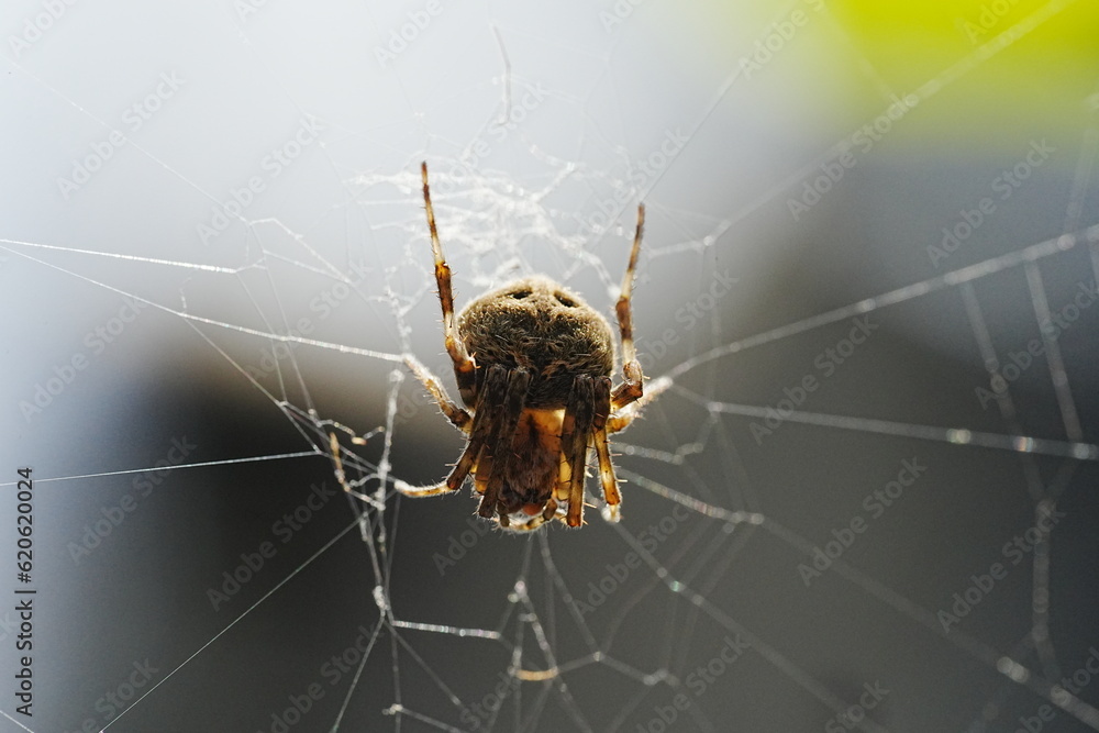 Neoscona, known as spotted orb-weavers and barn spiders, is a genus of ...