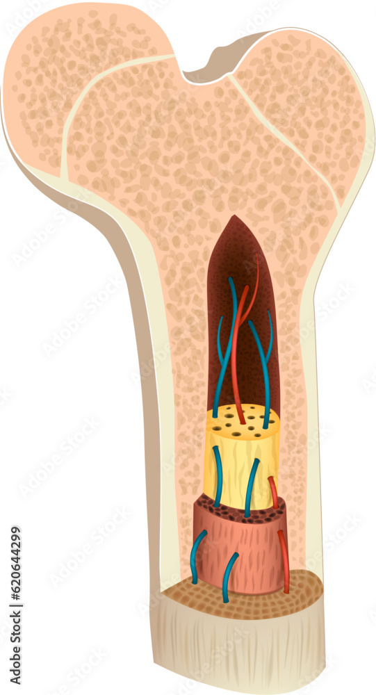 Structure and composition of a long bone. Diagram of Cross section of a ...