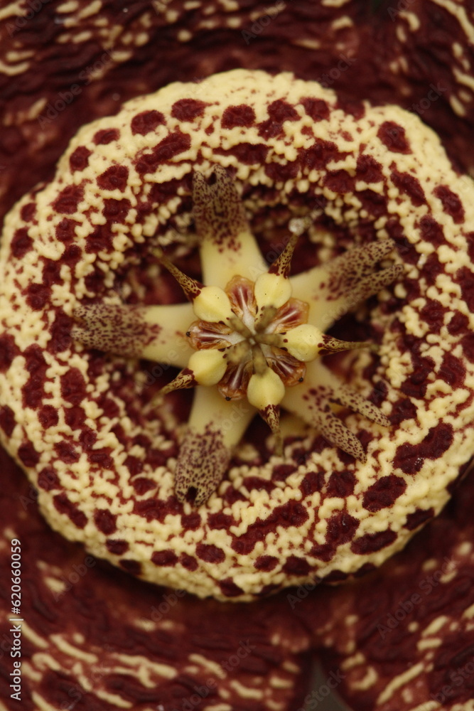 close up de petalos, pistilos y estambres de flor de stapelia orbea ...
