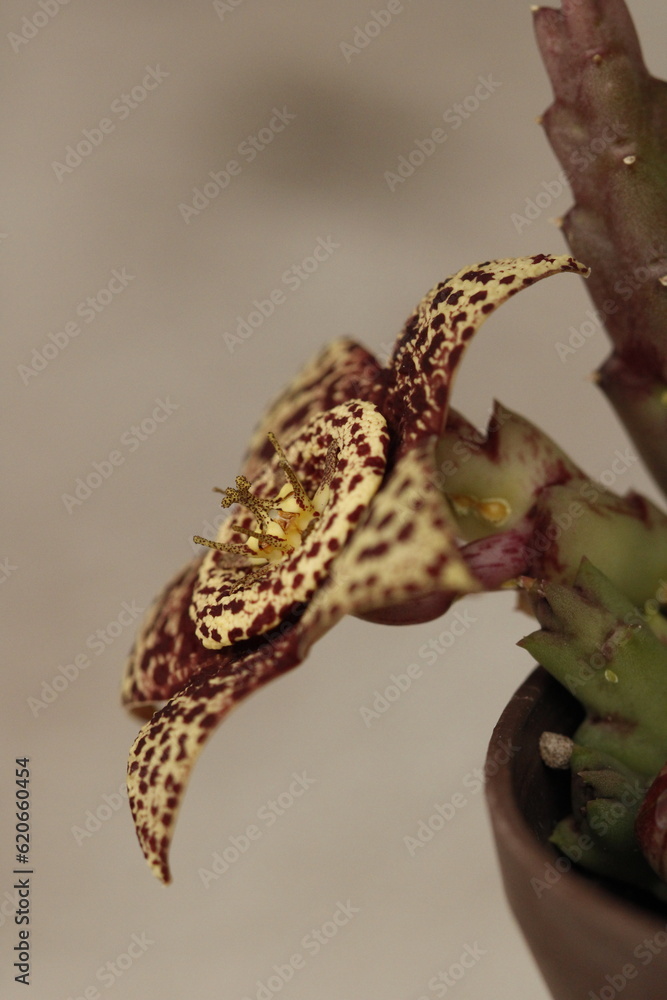 flor de stapelia orbea variegata color amarillo con puntos magentas en ...