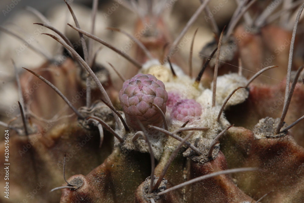 Close up de botón floral en tonos rosa pastel y espinas de cactus con ...
