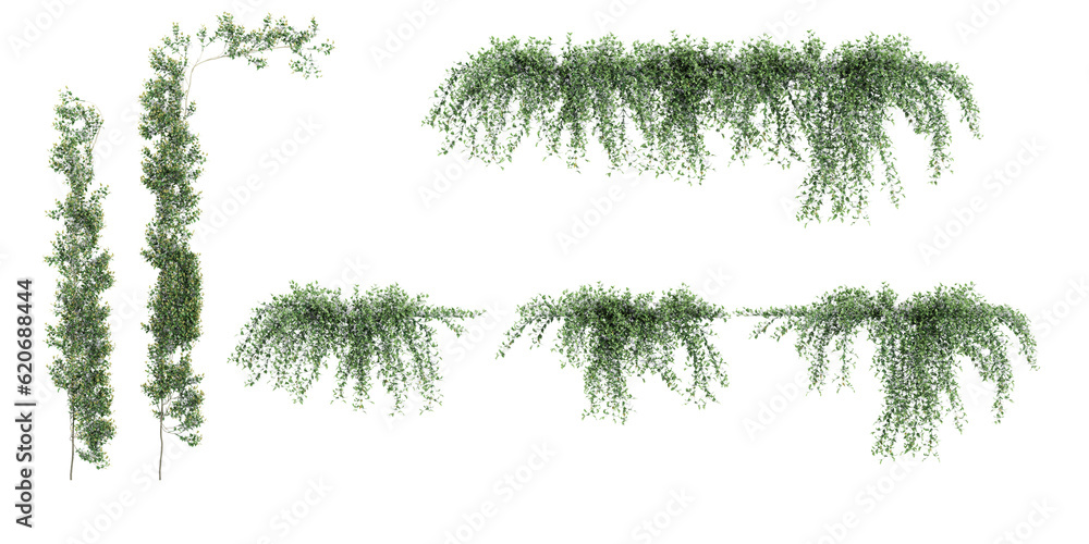 Collection of Rosemarinus officinalis prostrate, Creeping resemary on ...