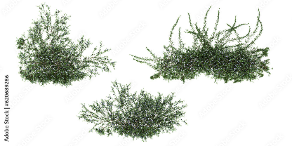 Top view of Rosmarinus officinallis prostrate ,Creeping rosemary on ...