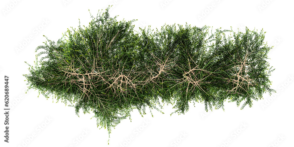 Top view of Phyllanthus Cochinchinensis ,Phyllanthus on isolated ...