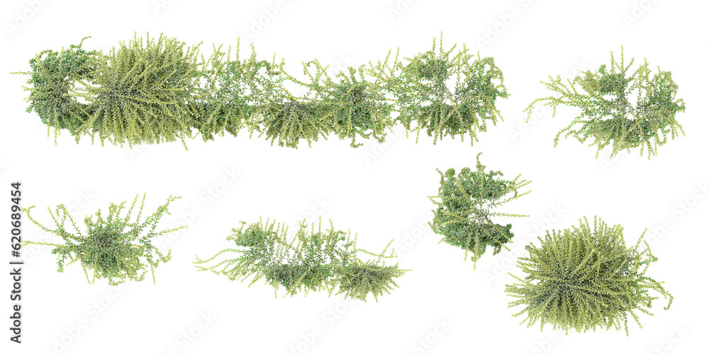 Top view of Sedum Morganinum,Donkeys Tail on isolated transparent ...