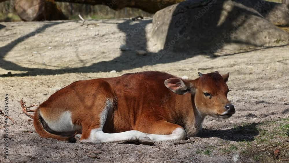 Young baby Banteng, Bos javanicus or Red Bull. It is a type of wild ...