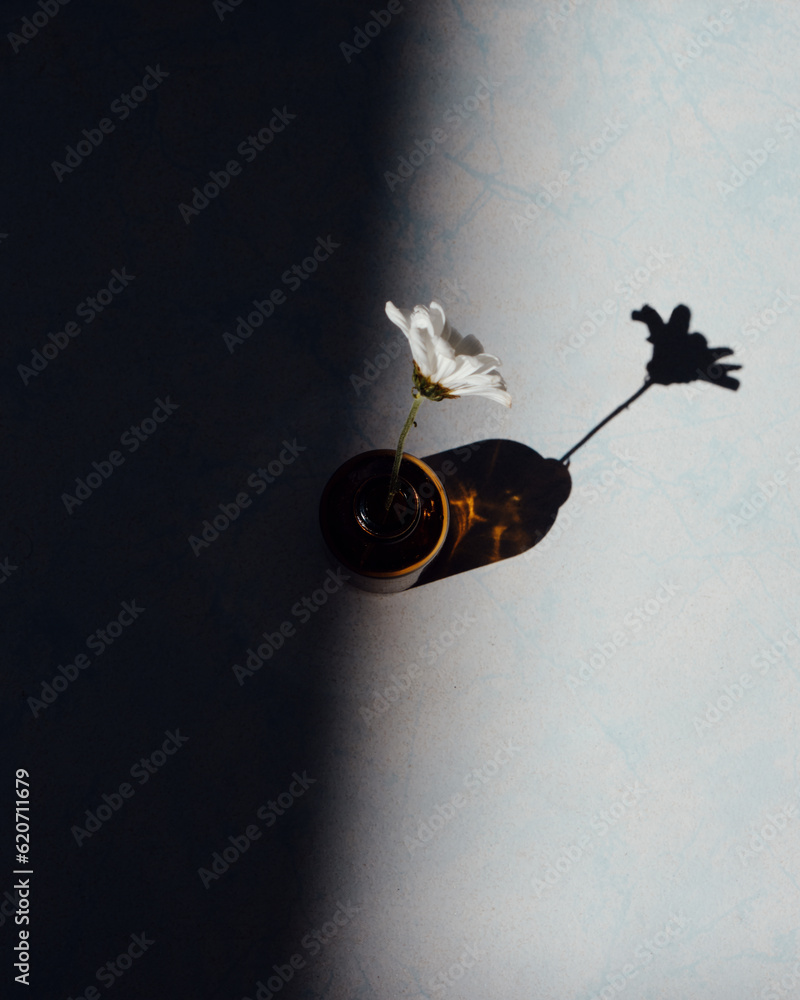 Conceptual still life: a flower in a vase and its shadow Stock Photo ...