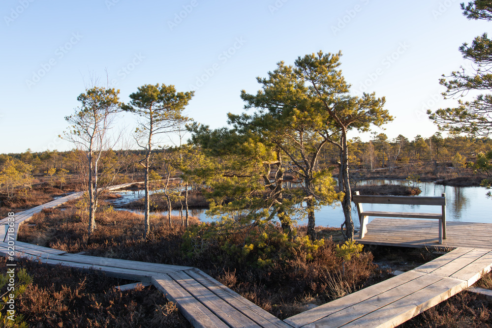 Bog landscape with wooden footbridges across the bog. Swamp vegetation ...