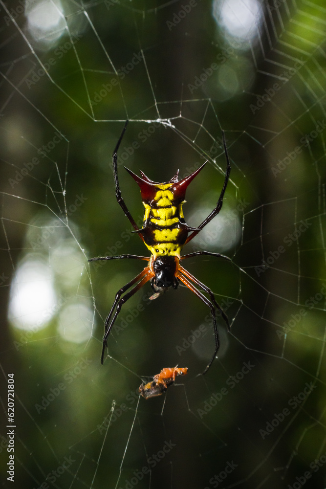 Spiny Spider Stock Photo | Adobe Stock