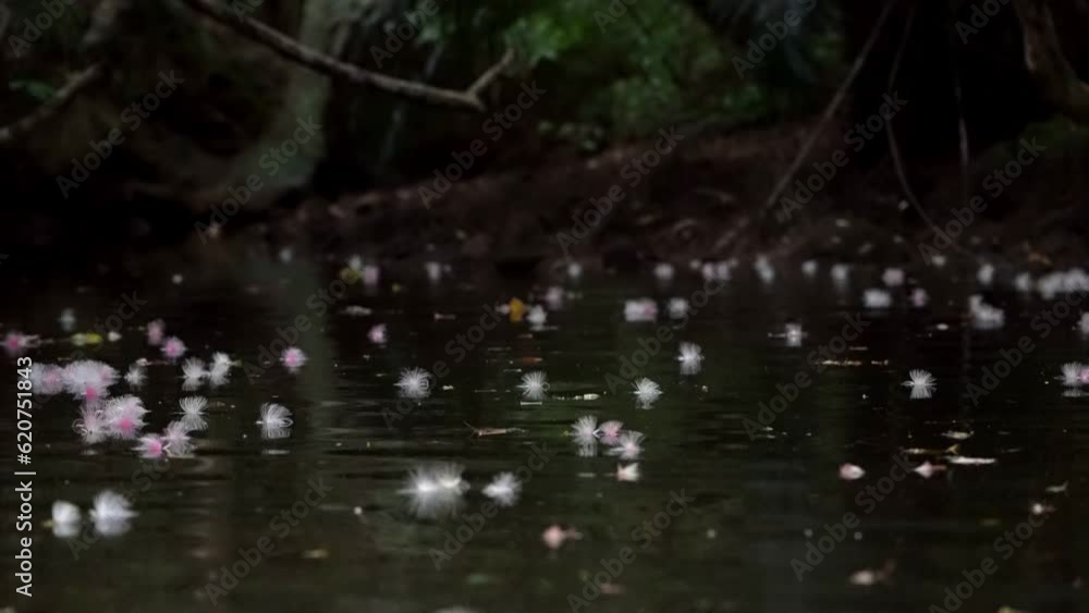 Okinawa,Japan - July 5, 2023: Floating Fallen flowers of Sagaribana or ...