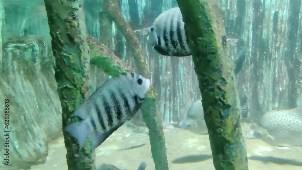 Pearl spot fish or Karimeen fish , also known as Green Chromides is ...