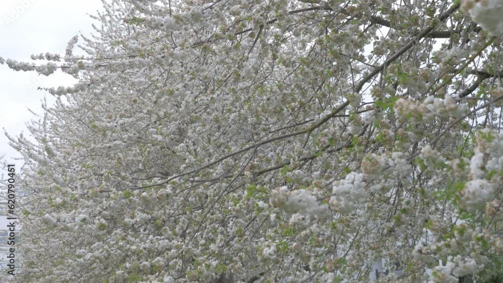 White Cherry trees blossom in spring. The shot shows the branches of ...