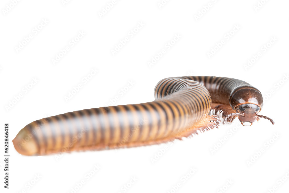 Millipede, Myriapoda, Spirostreptus giganteus on transparent background ...