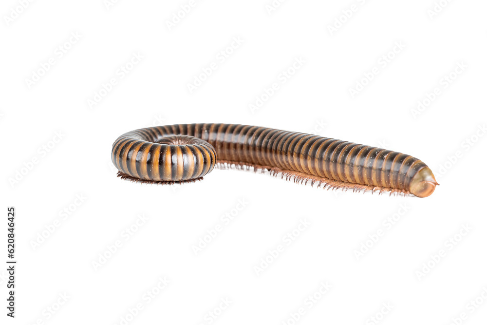 Millipede, Myriapoda, Spirostreptus giganteus on transparent background ...