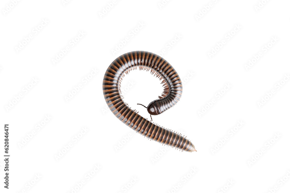 Millipede, Myriapoda, Spirostreptus giganteus on transparent background ...