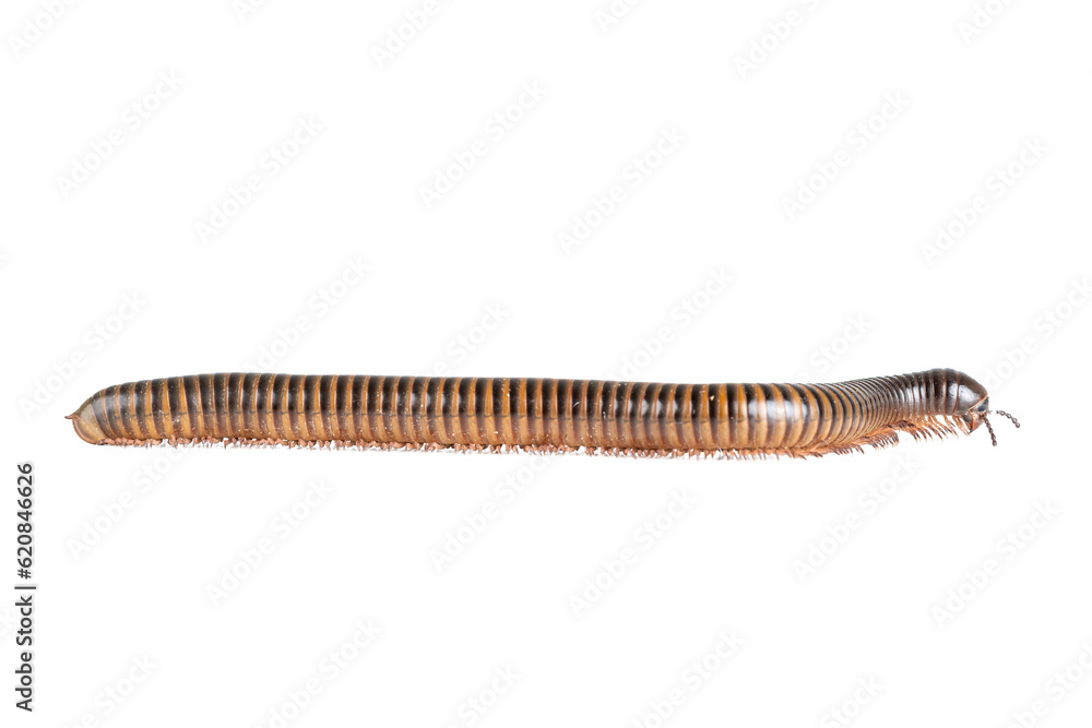 Millipede, Myriapoda, Spirostreptus giganteus on transparent background ...