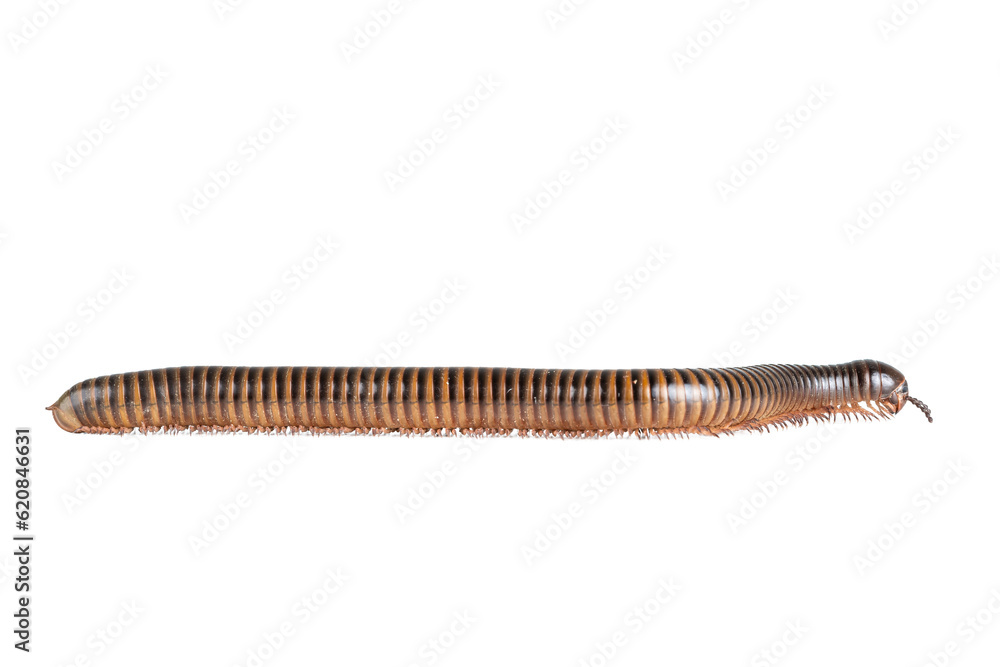 Millipede, Myriapoda, Spirostreptus giganteus on transparent background ...