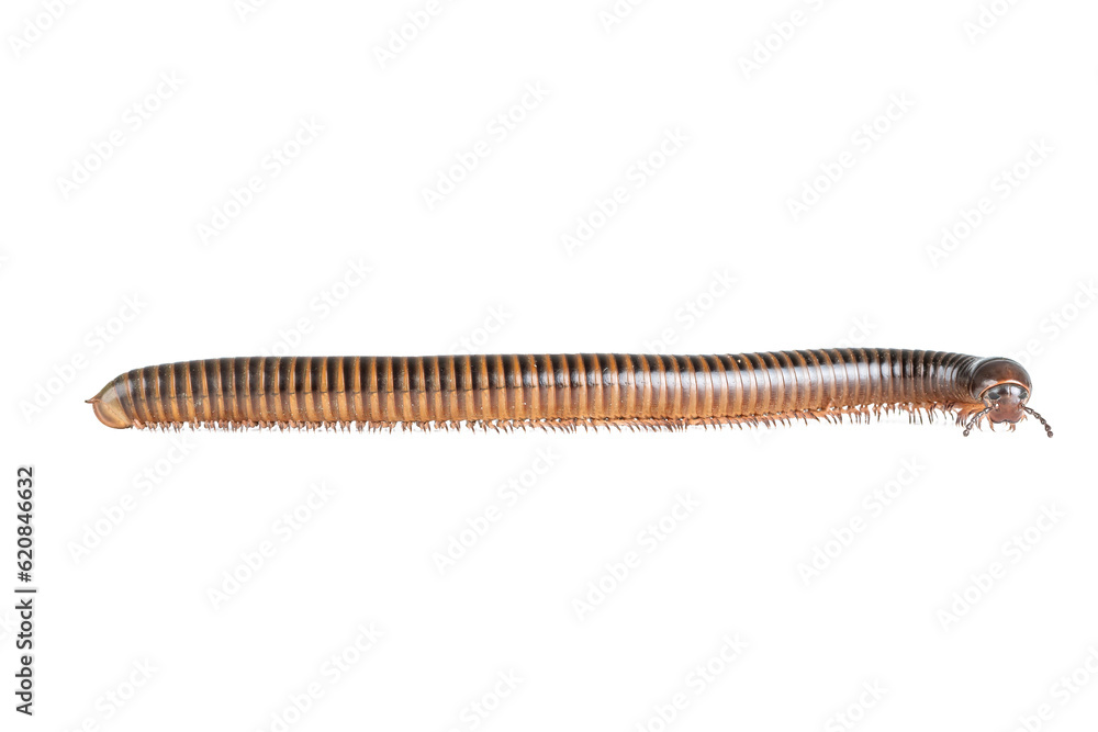 Millipede, Myriapoda, Spirostreptus giganteus on transparent background ...