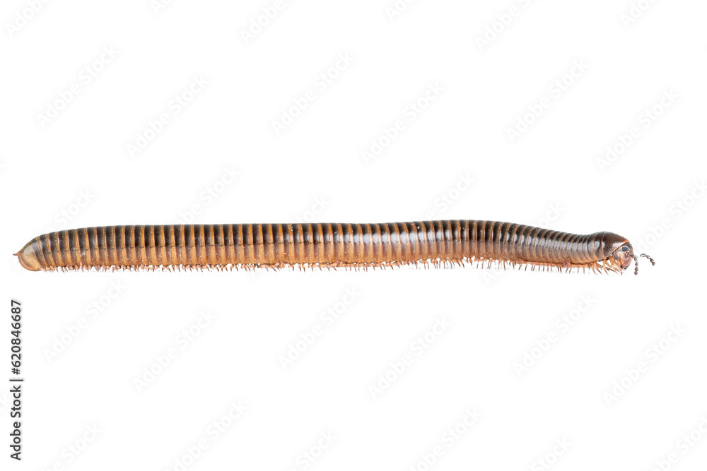 Millipede, Myriapoda, Spirostreptus giganteus on transparent background ...