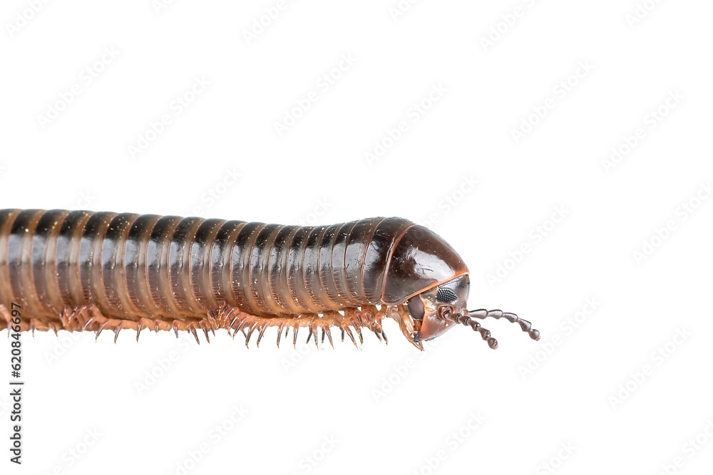 Millipede, Myriapoda, Spirostreptus giganteus on transparent background ...
