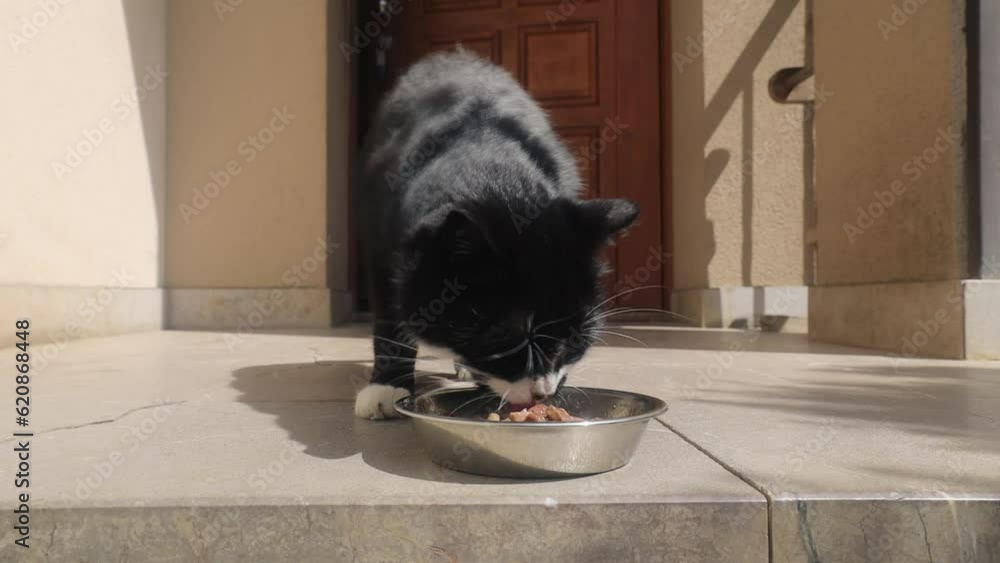 Cute hungry cat walking in front of door of house to eat from metal ...