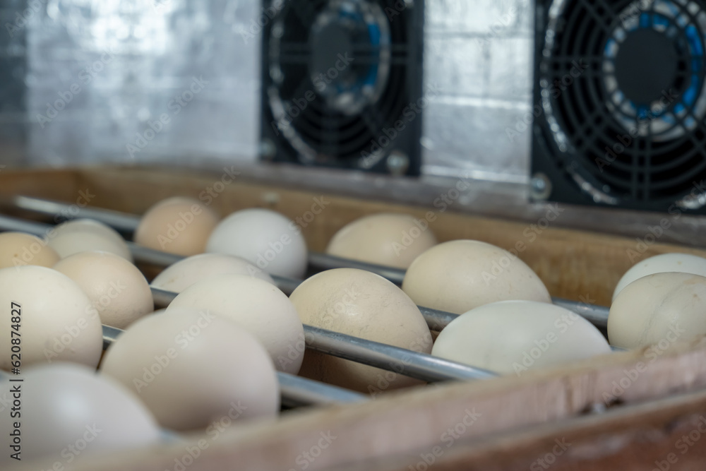 innovation of poultry egg hatching machines, chickens, ducks ...
