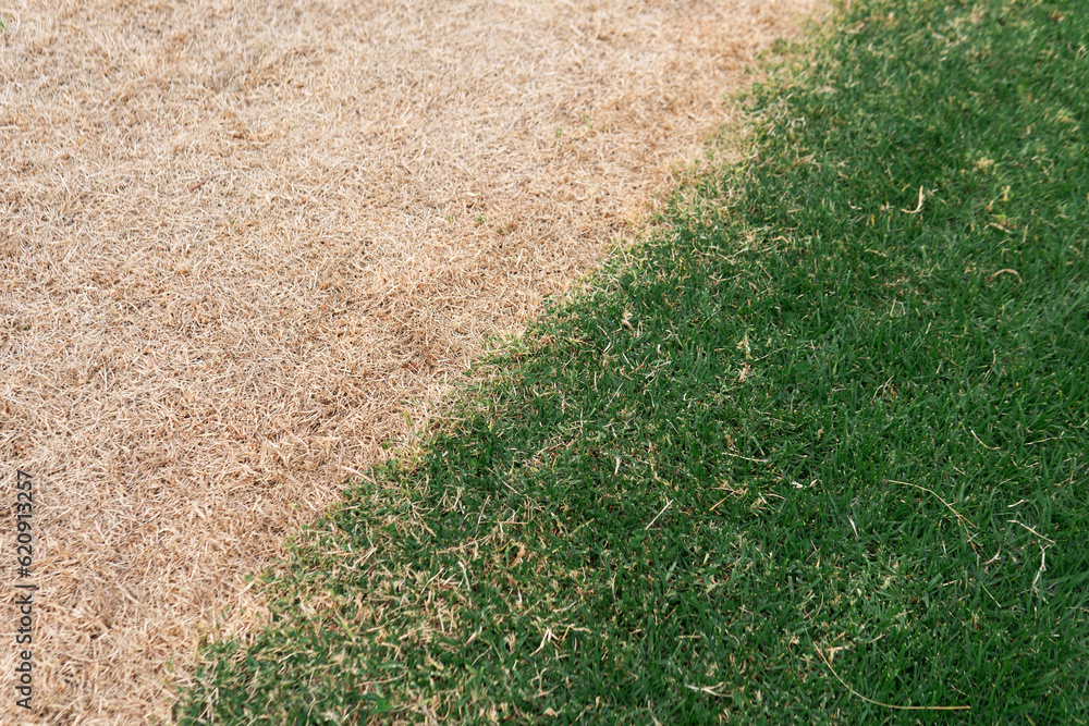 Closeup Real indented green grass split growing on pathway Stock Photo ...