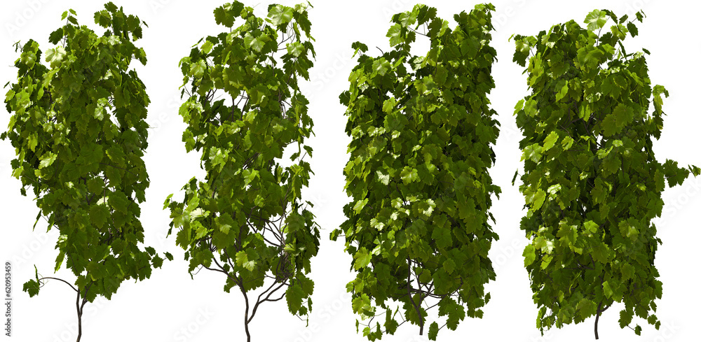 grapevine grape vine hq arch viz cutout 3d render Stock Illustration ...