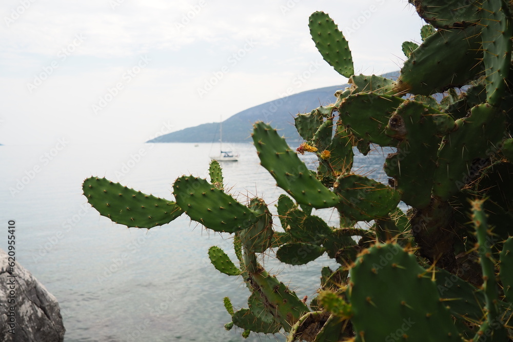 Opuntia, the prickly pear cactus, is a genus of flowering plants in the ...