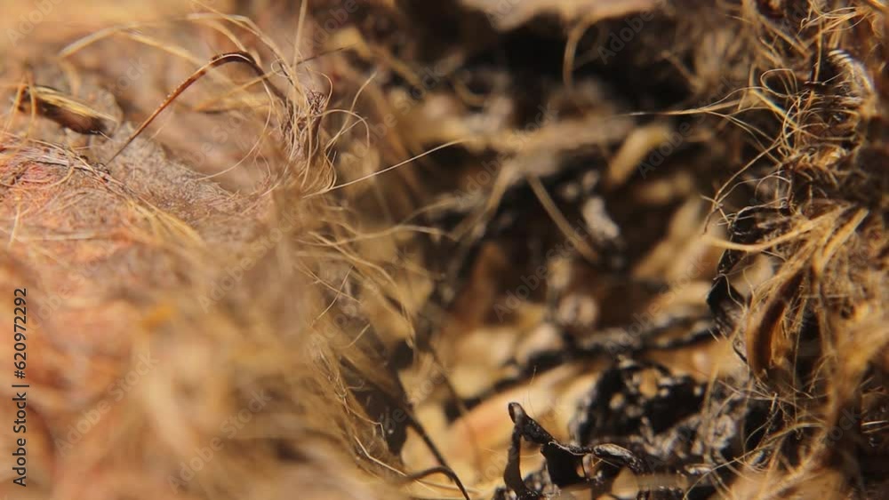 Larvae of flies on a cat's carcass. The life cycle of flies and their ...