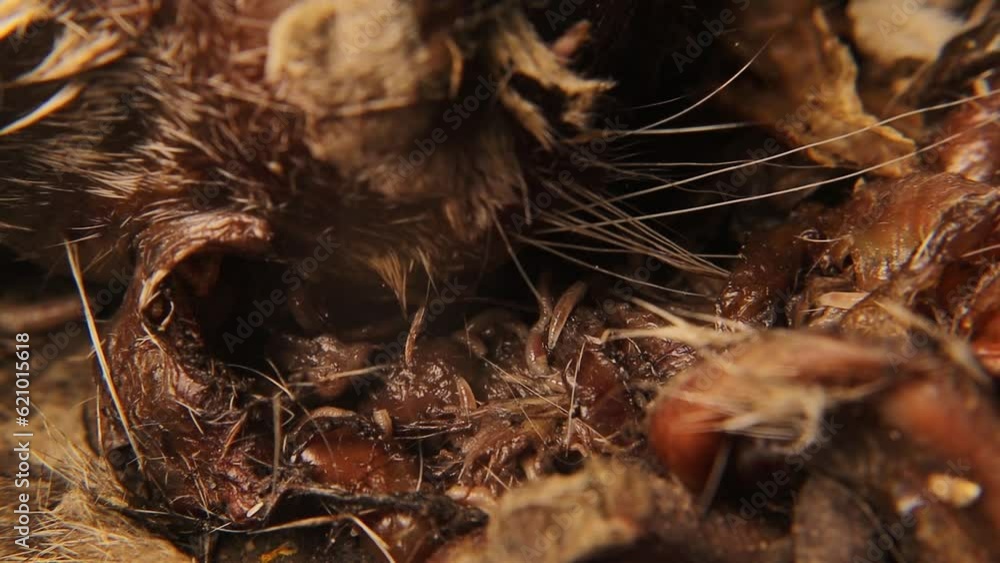 Larvae of flies on a cat's carcass. The life cycle of flies and their ...