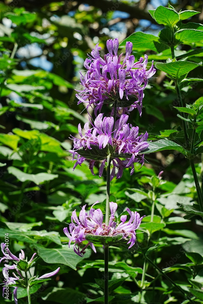 Foto de Hypoestes aristata, commonly known as the Ribbon Bush or Red ...