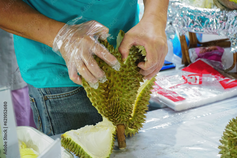 Merchant Peeling durian,Durian fruit is very fragrant fruit,Tropical ...