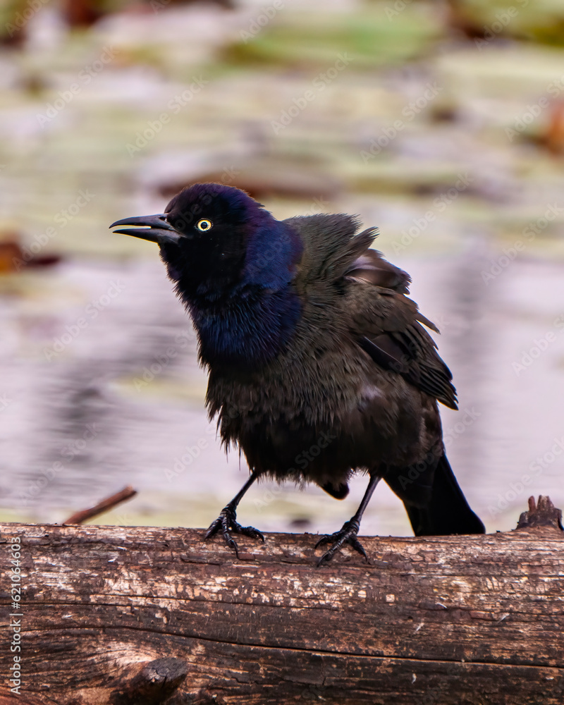 Common Grackle Photo and Image. Feathers fluffed. Front view standing ...