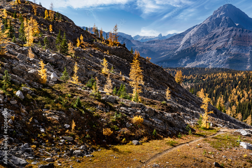 Mountain larch trees in fall colours overlooking a Canadian Rockies ...
