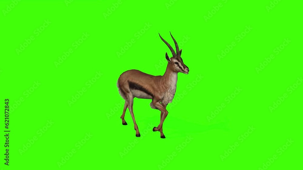 3D walking Gazelle side view loop animation on the chroma key can ...
